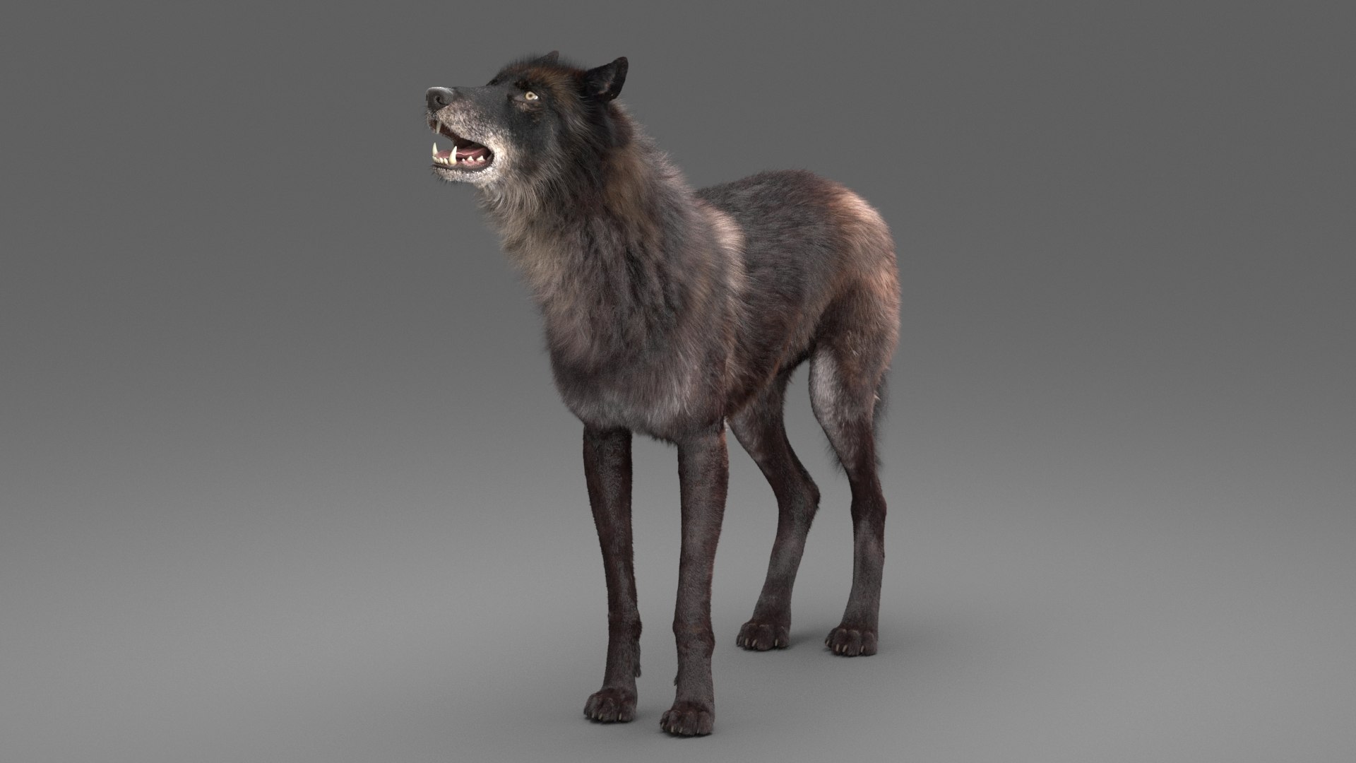 Realistic rigged black wolf 3D model - TurboSquid 1480489