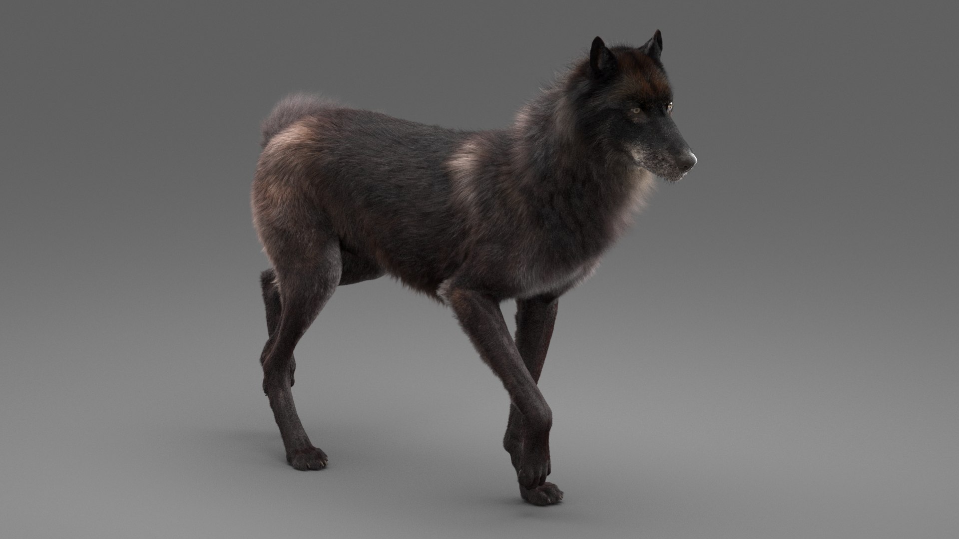 Realistic Rigged Black Wolf 3D Model - TurboSquid 1480489