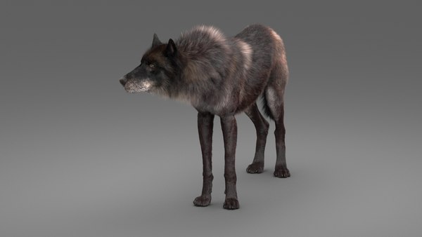 Realistic rigged black wolf 3D model - TurboSquid 1480489