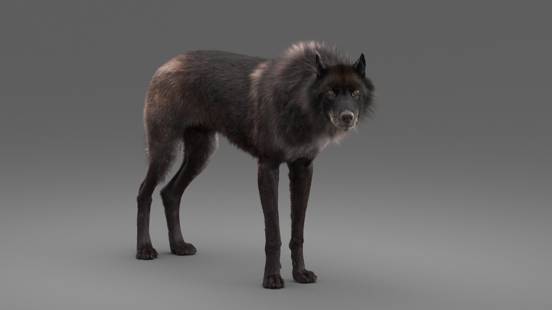 Realistic Rigged Black Wolf 3D Model - TurboSquid 1480489