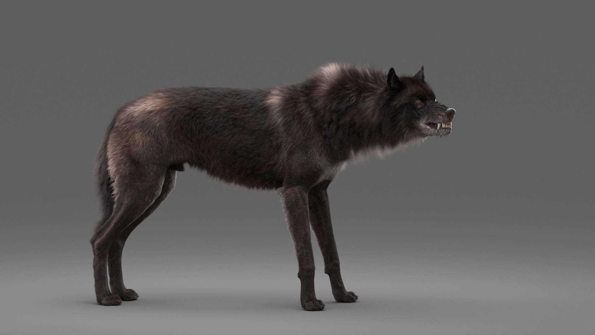 Realistic Rigged Black Wolf 3D Model - TurboSquid 1480489