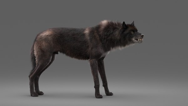 Realistic rigged black wolf 3D model - TurboSquid 1480489