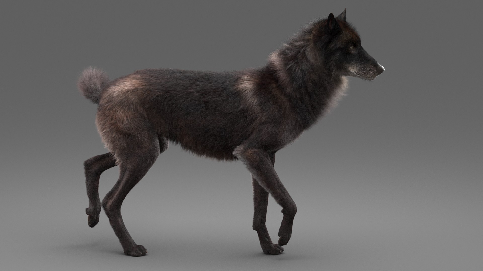Realistic Rigged Black Wolf 3D Model - TurboSquid 1480489
