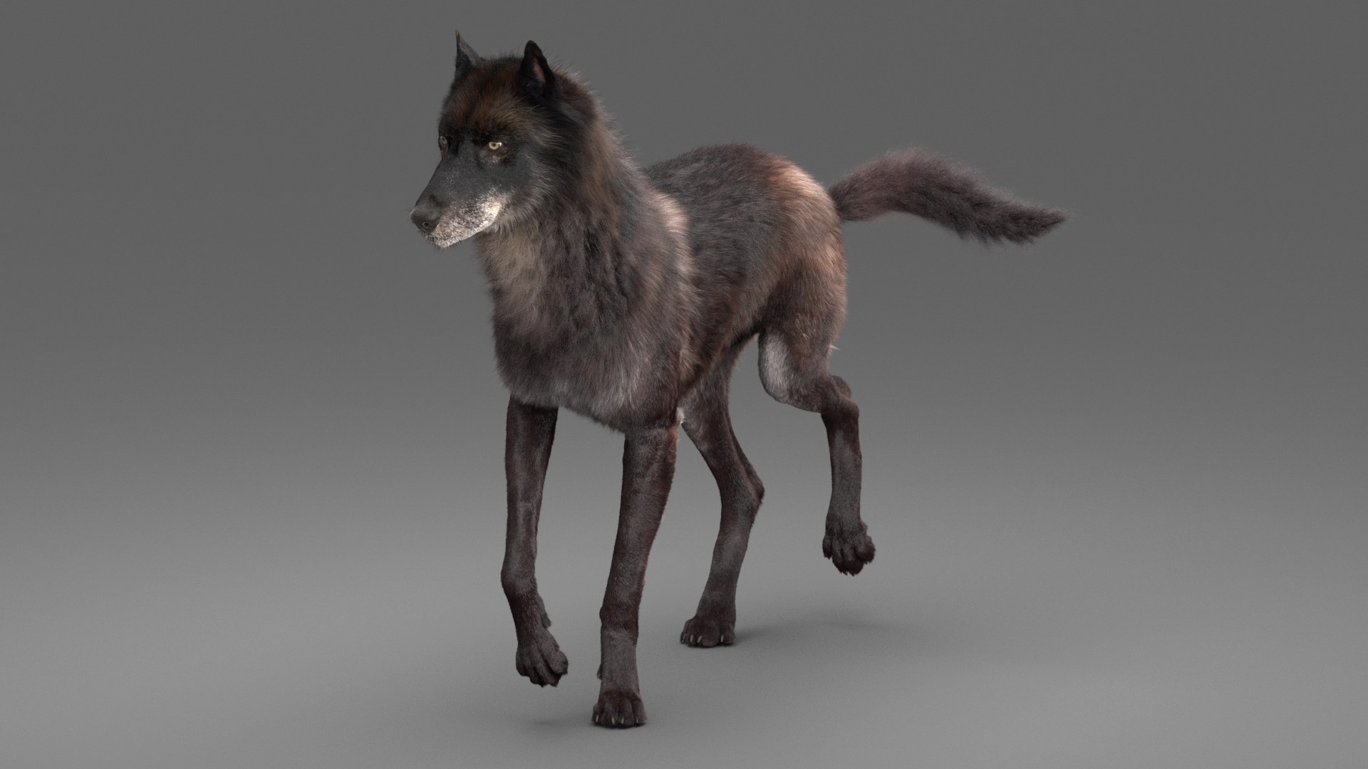Realistic Rigged Black Wolf 3D Model - TurboSquid 1480489