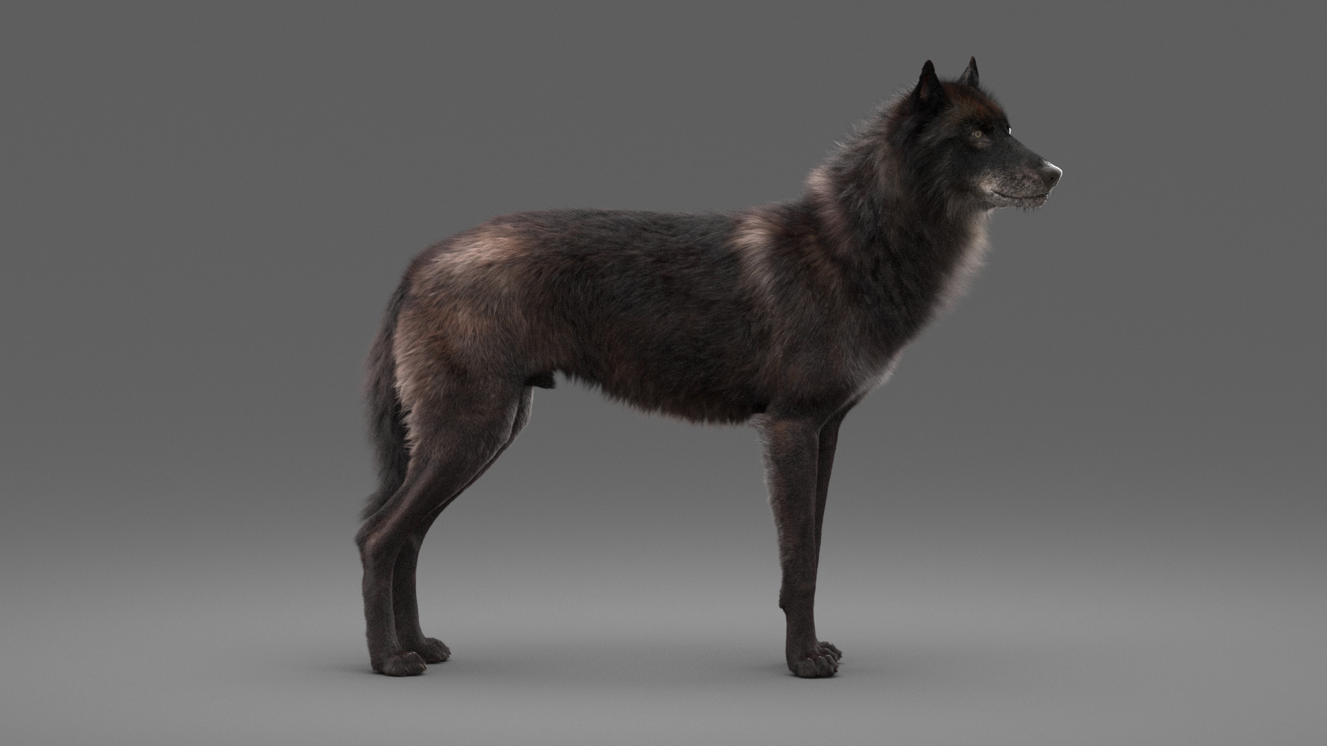 Realistic Rigged Black Wolf 3D Model - TurboSquid 1480489