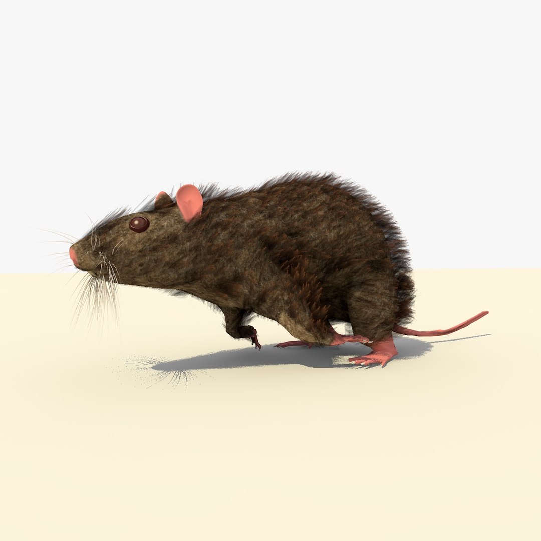 3d Model Running Brown Mouse Animations
