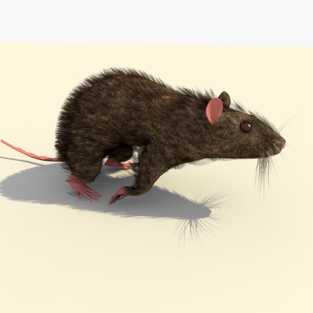 3d Model Running Brown Mouse Animations