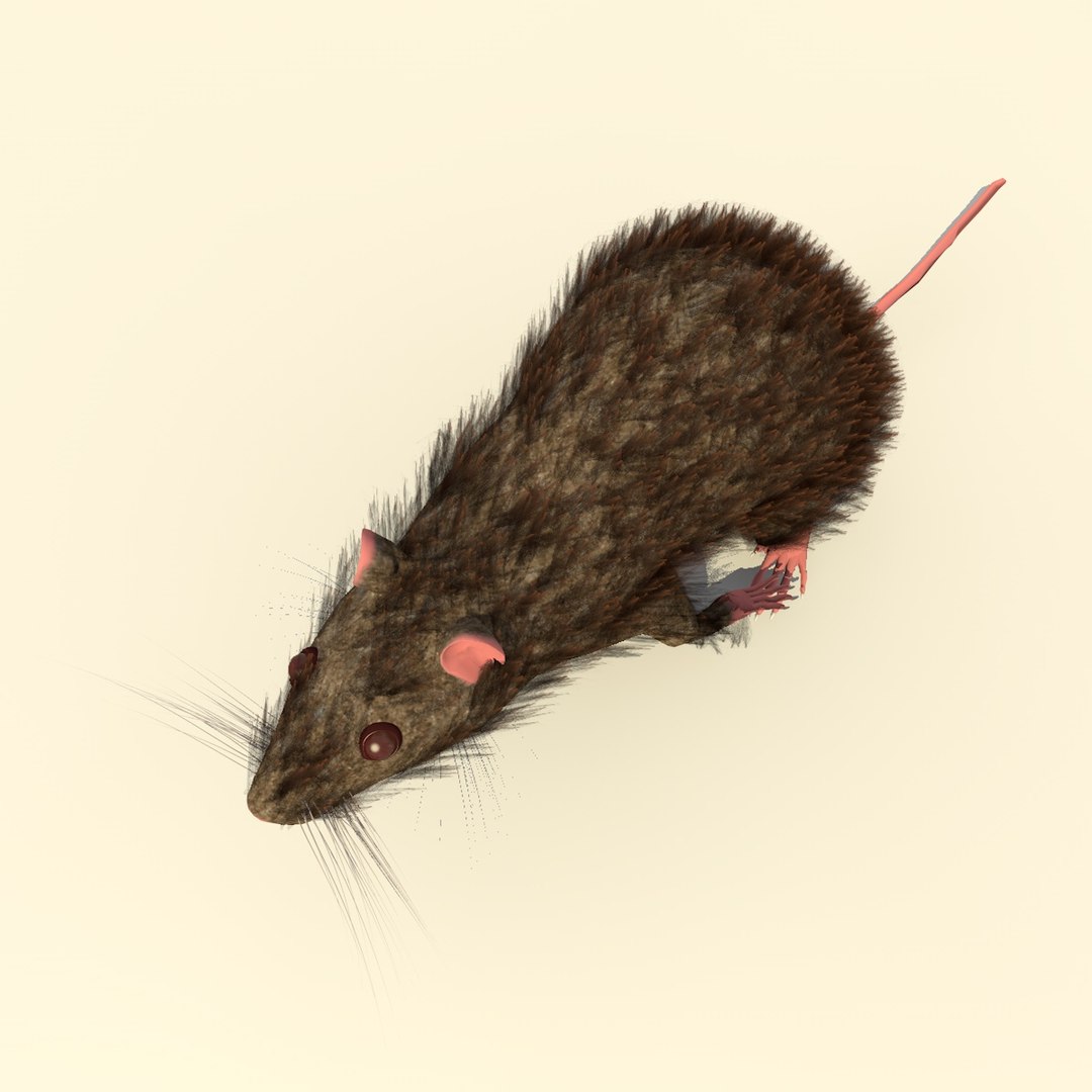 3d Model Running Brown Mouse Animations