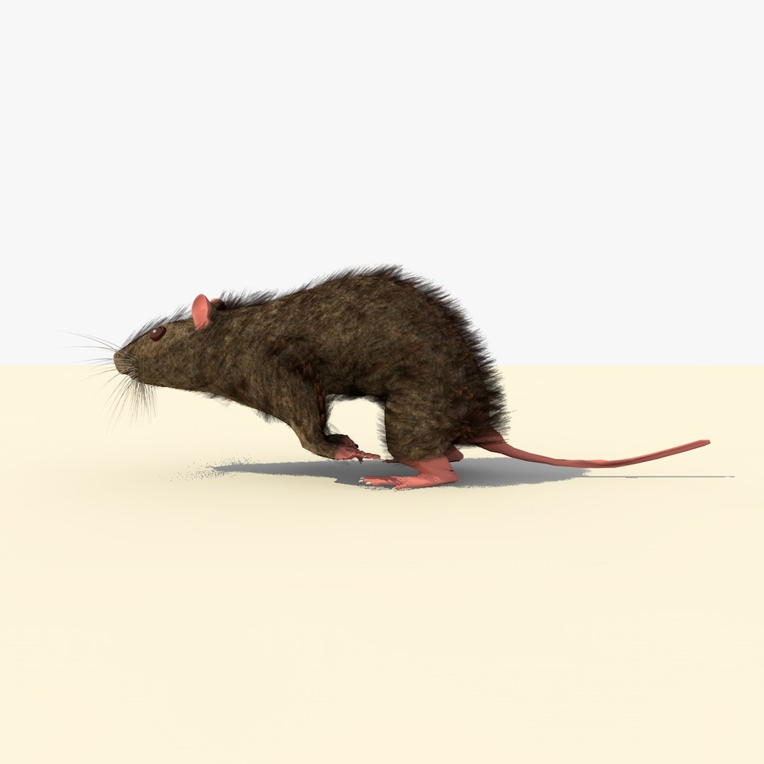 3d Model Running Brown Mouse Animations