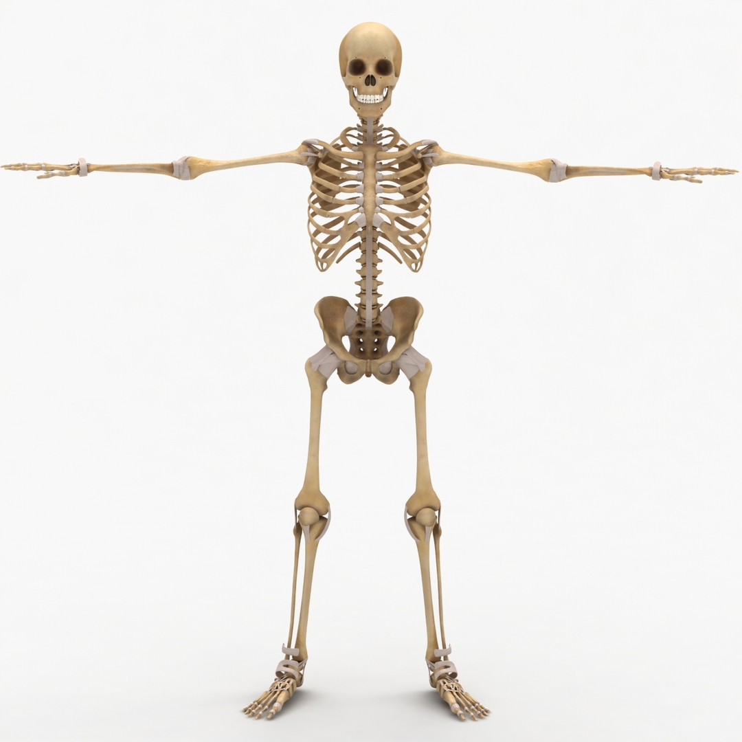 Max Dugm01 Human Skeleton Connective
