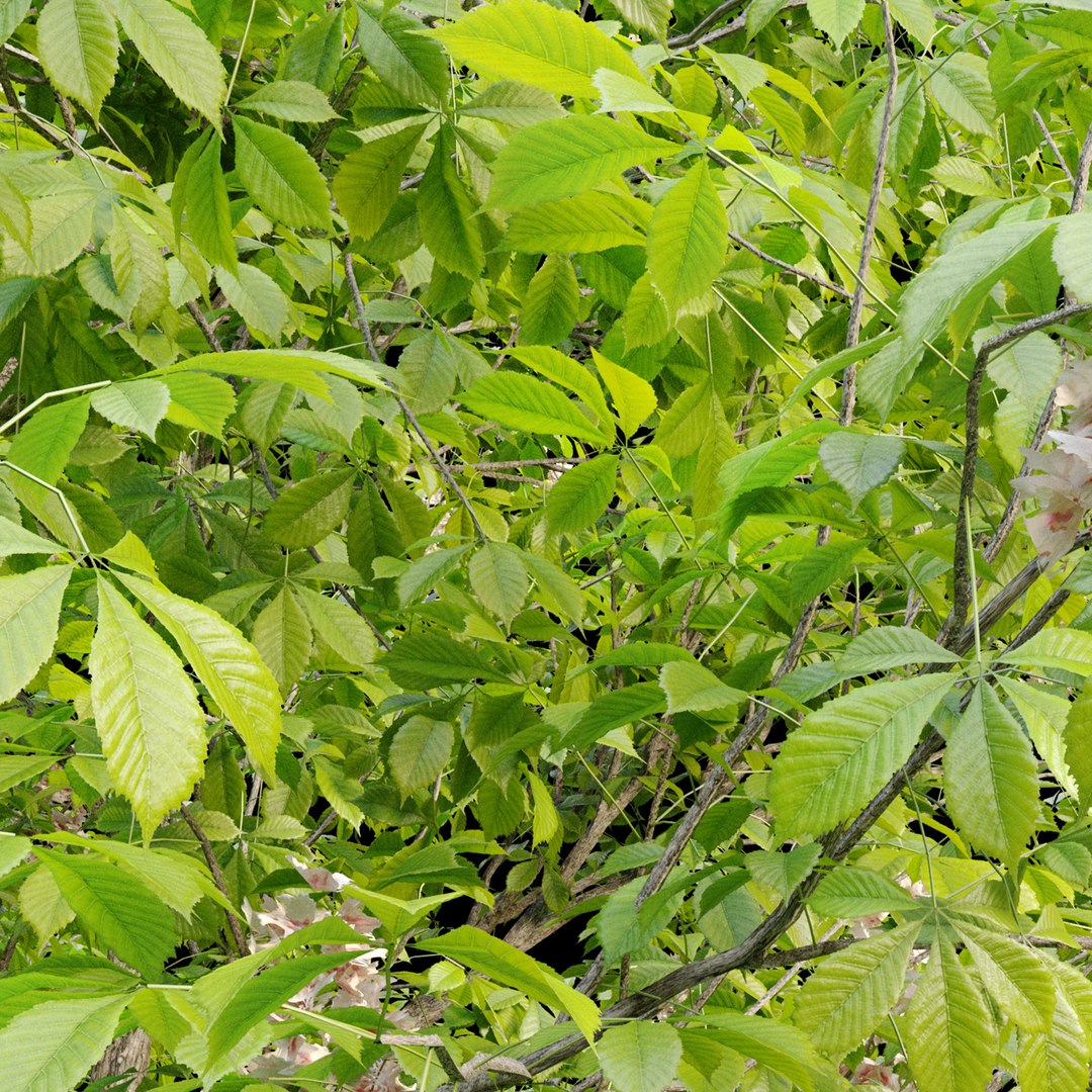 Chestnut tree 3D - TurboSquid 1937762