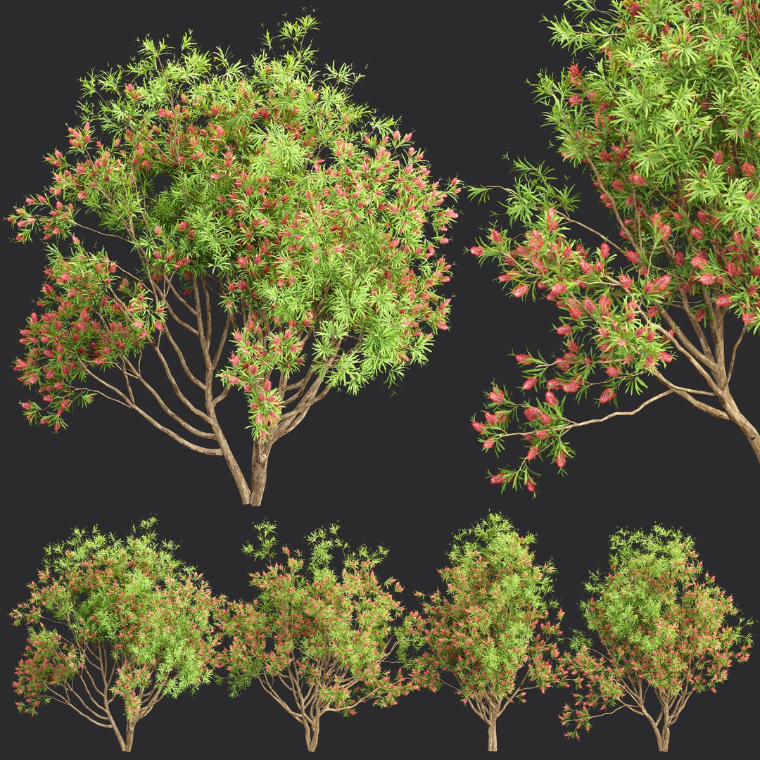 3D Bottlebrush Bush Collection Vol 48-Blender-3dmodel Model ...