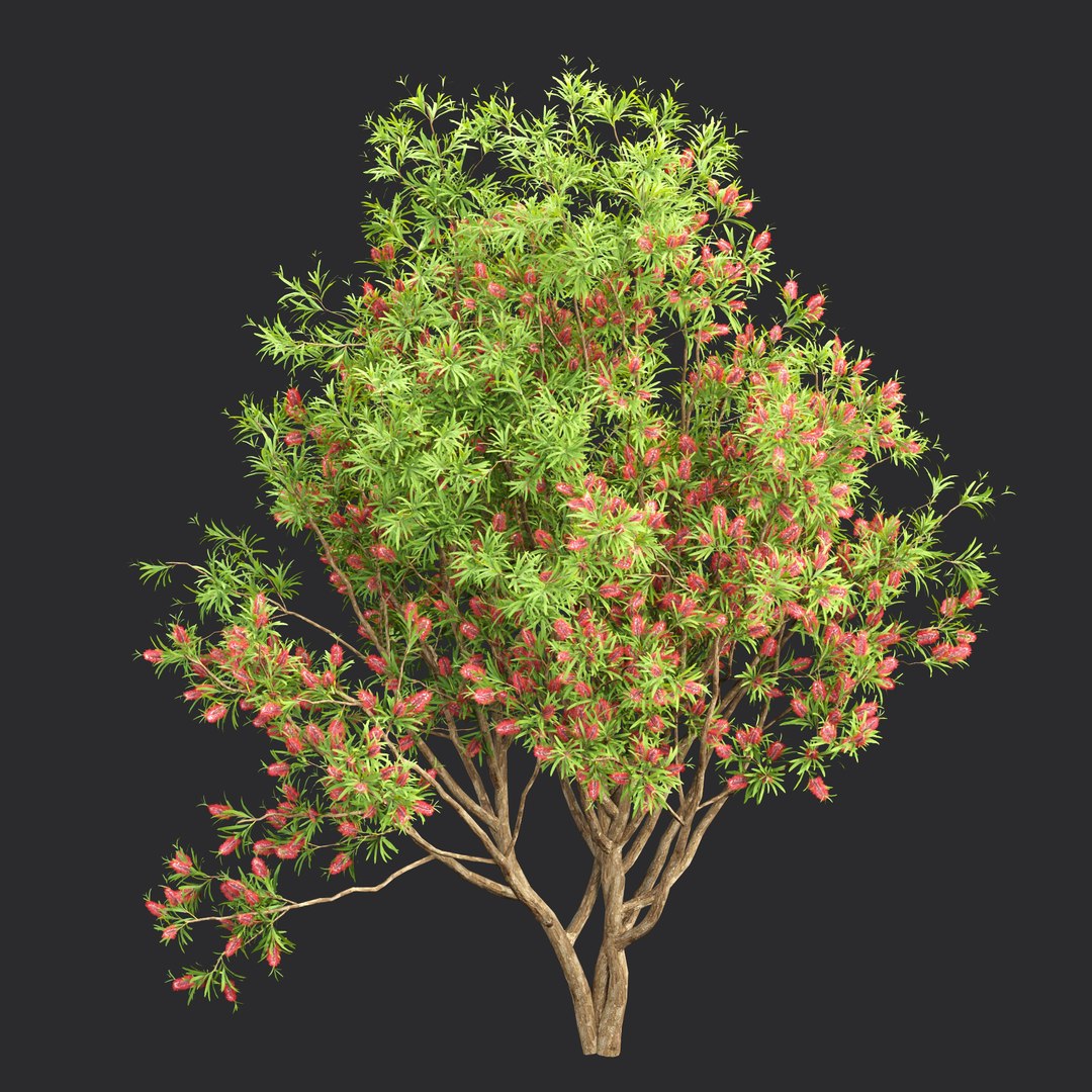 3D Bottlebrush Bush Collection Vol 48-Blender-3dmodel Model ...
