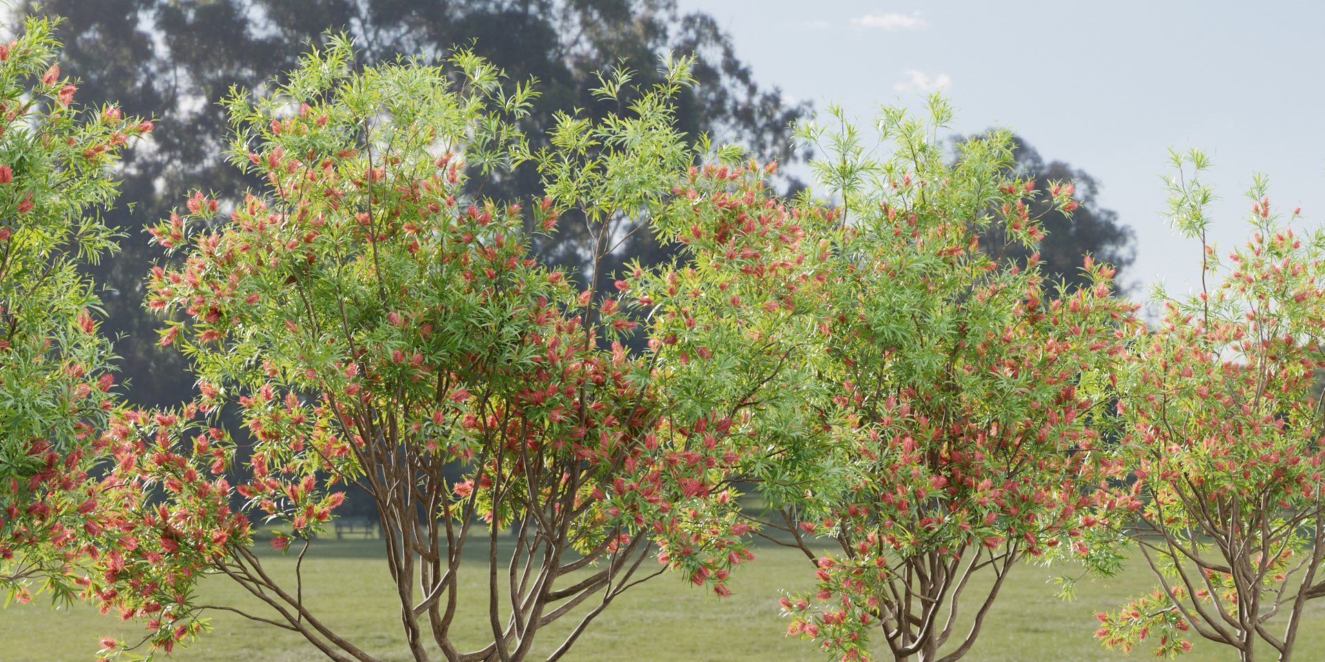 3D Bottlebrush Bush Collection Vol 48-Blender-3dmodel Model ...