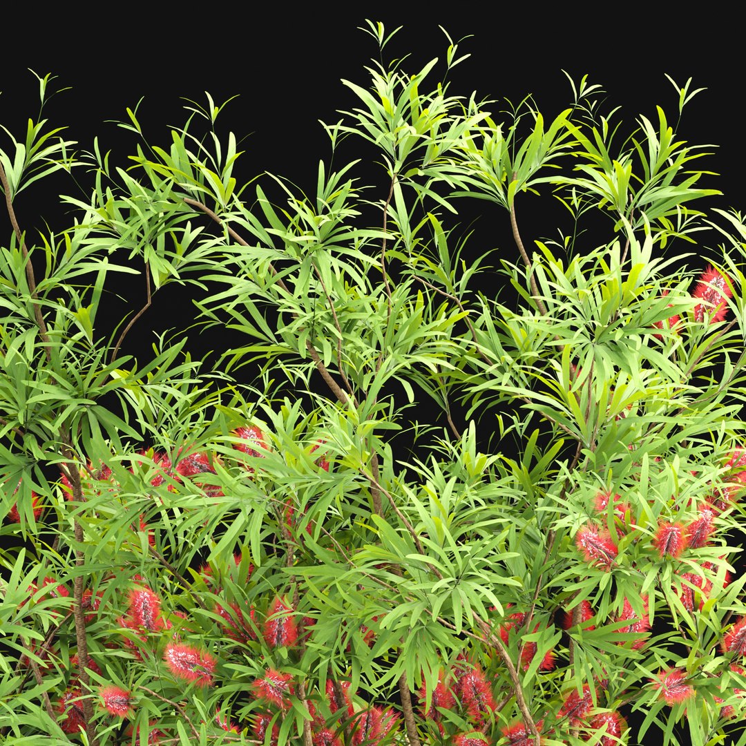 3D Bottlebrush Bush Collection Vol 48-Blender-3dmodel Model ...