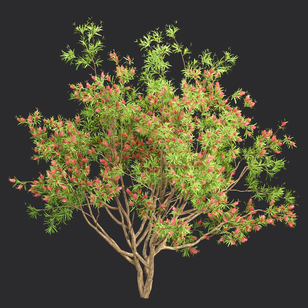 3D Bottlebrush Bush Collection Vol 48-Blender-3dmodel Model ...