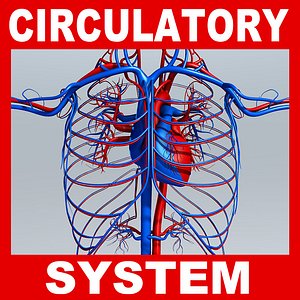 Anatomy 3D Models for Download | TurboSquid