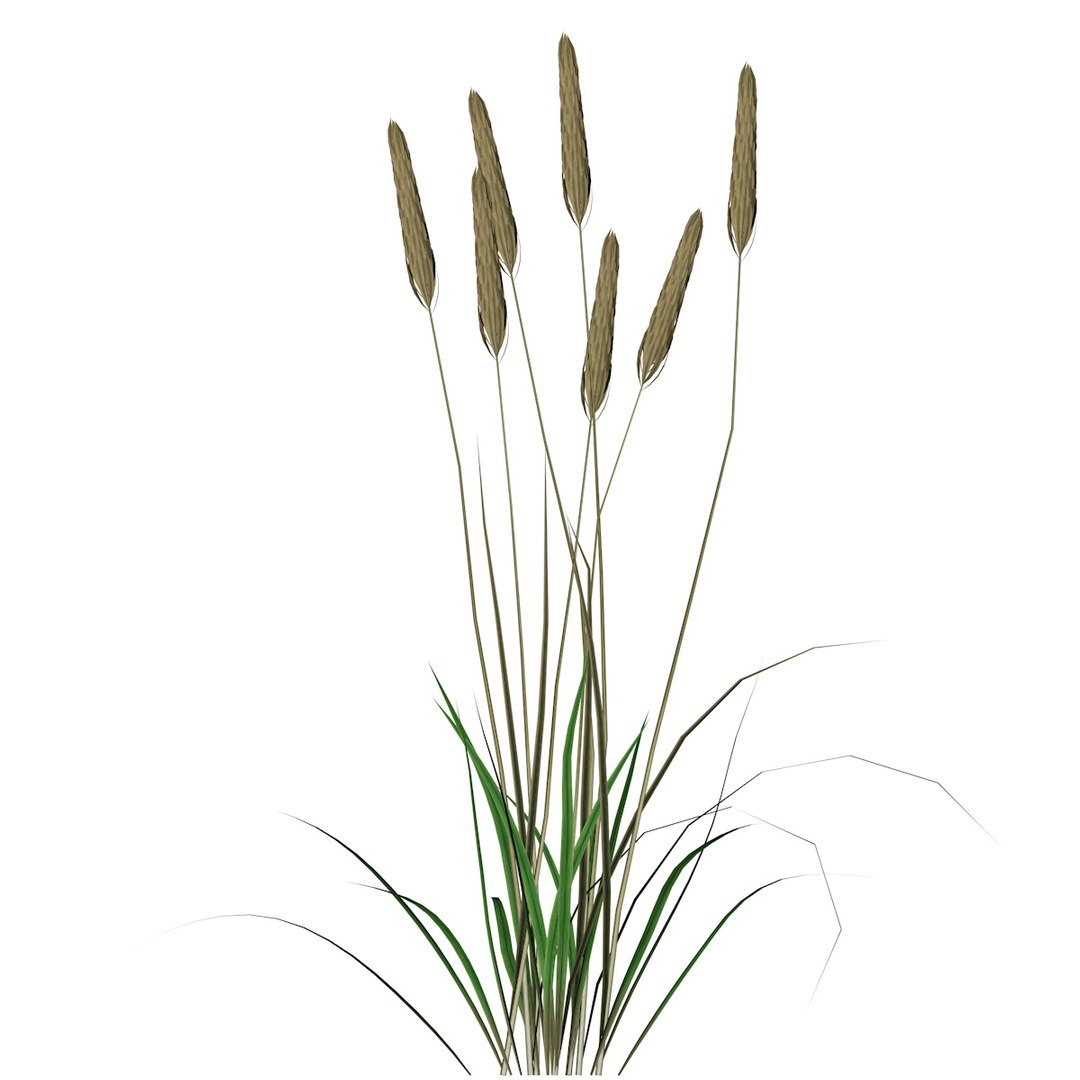Wheat Plant 3d Model