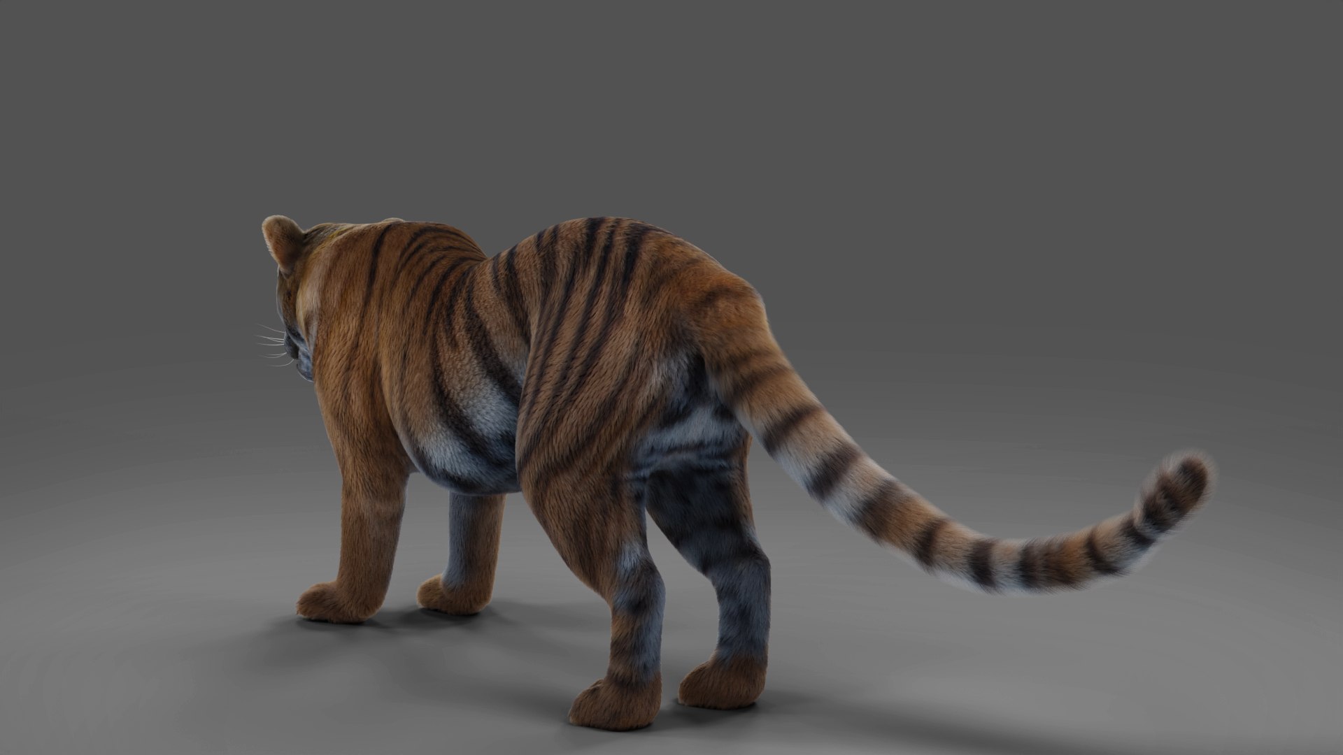 3D Model Fur Tiger Rigged Animation In Blender Unity - TurboSquid 2093929