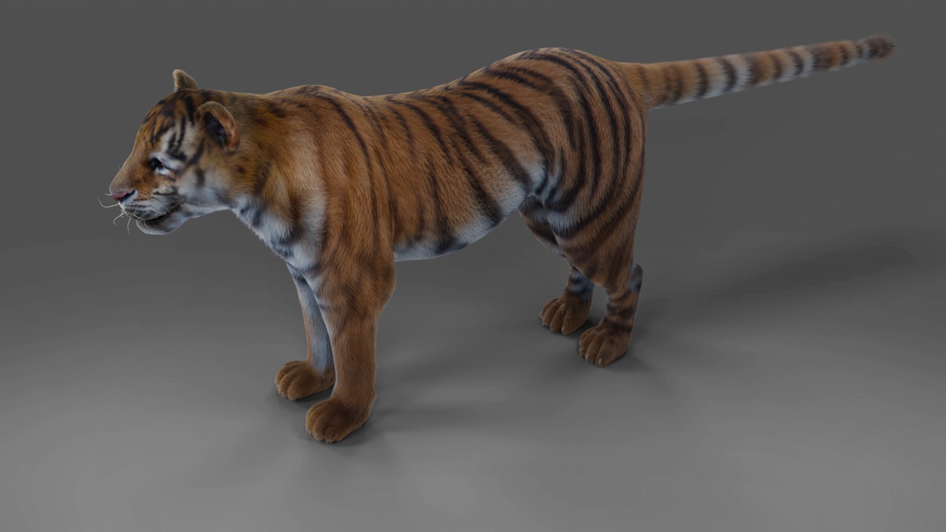 3D Model Fur Tiger Rigged Animation In Blender Unity - TurboSquid 2093929