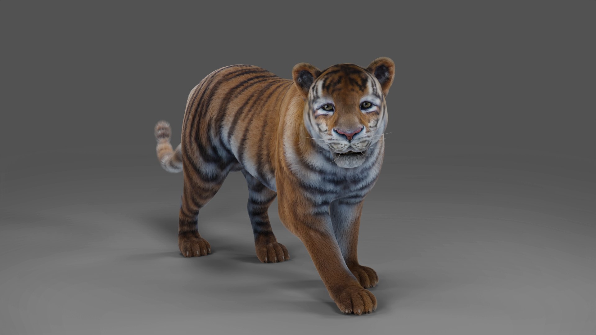 3D Model Fur Tiger Rigged Animation In Blender Unity - TurboSquid 2093929