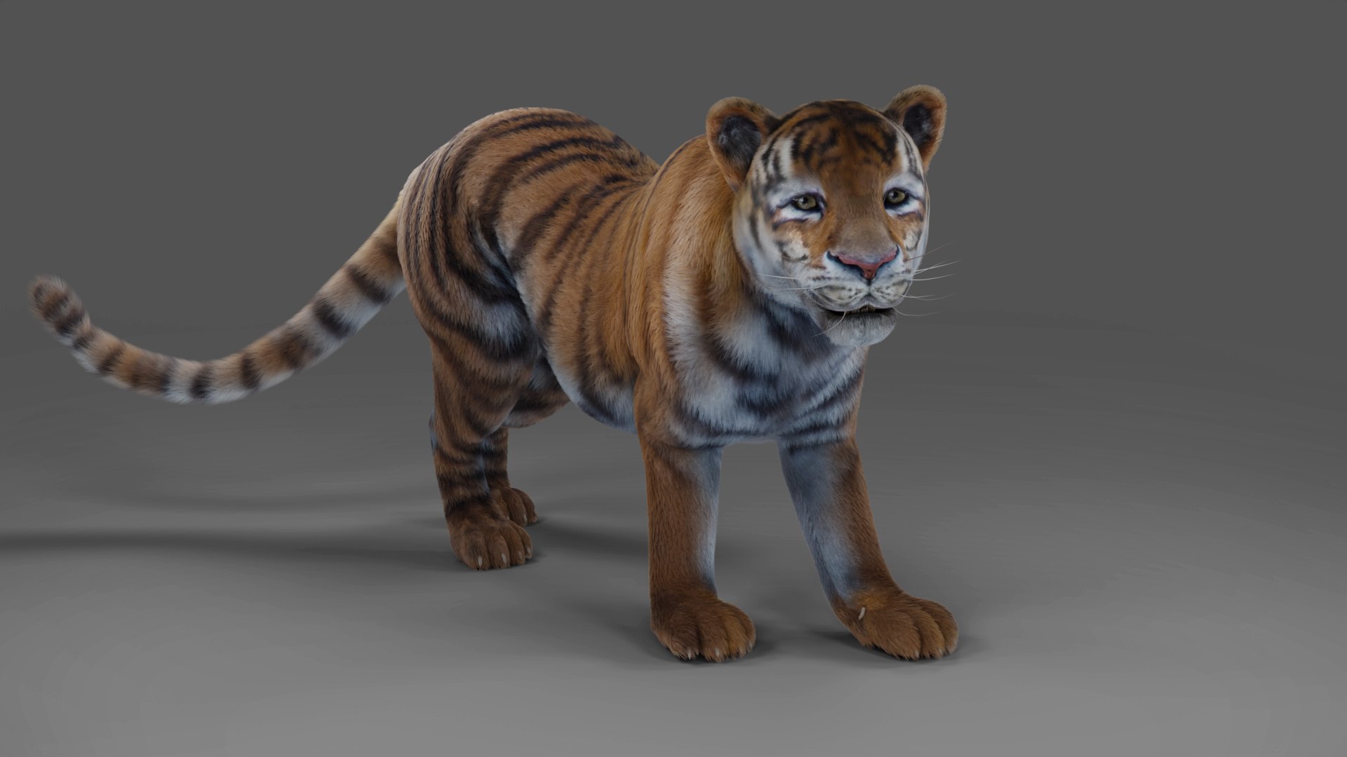 3D Model Fur Tiger Rigged Animation In Blender Unity - TurboSquid 2093929