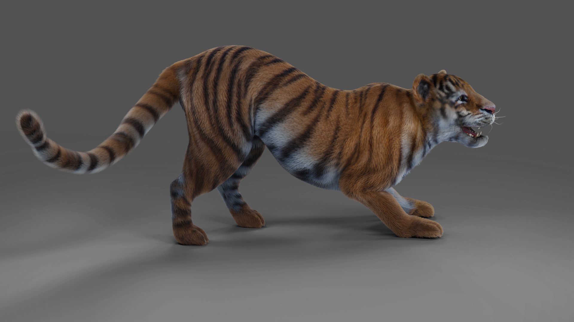 3D Model Fur Tiger Rigged Animation In Blender Unity - TurboSquid 2093929