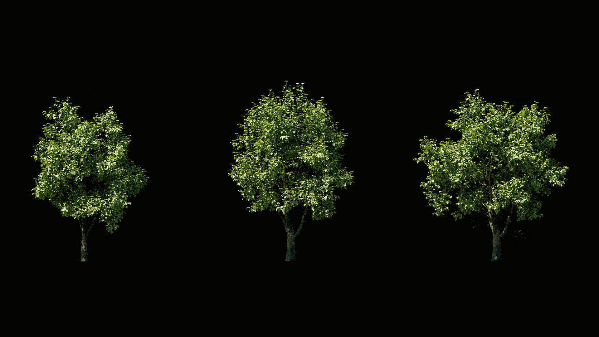 Forest Tree Set Pack BiG 3D Model - TurboSquid 2316444