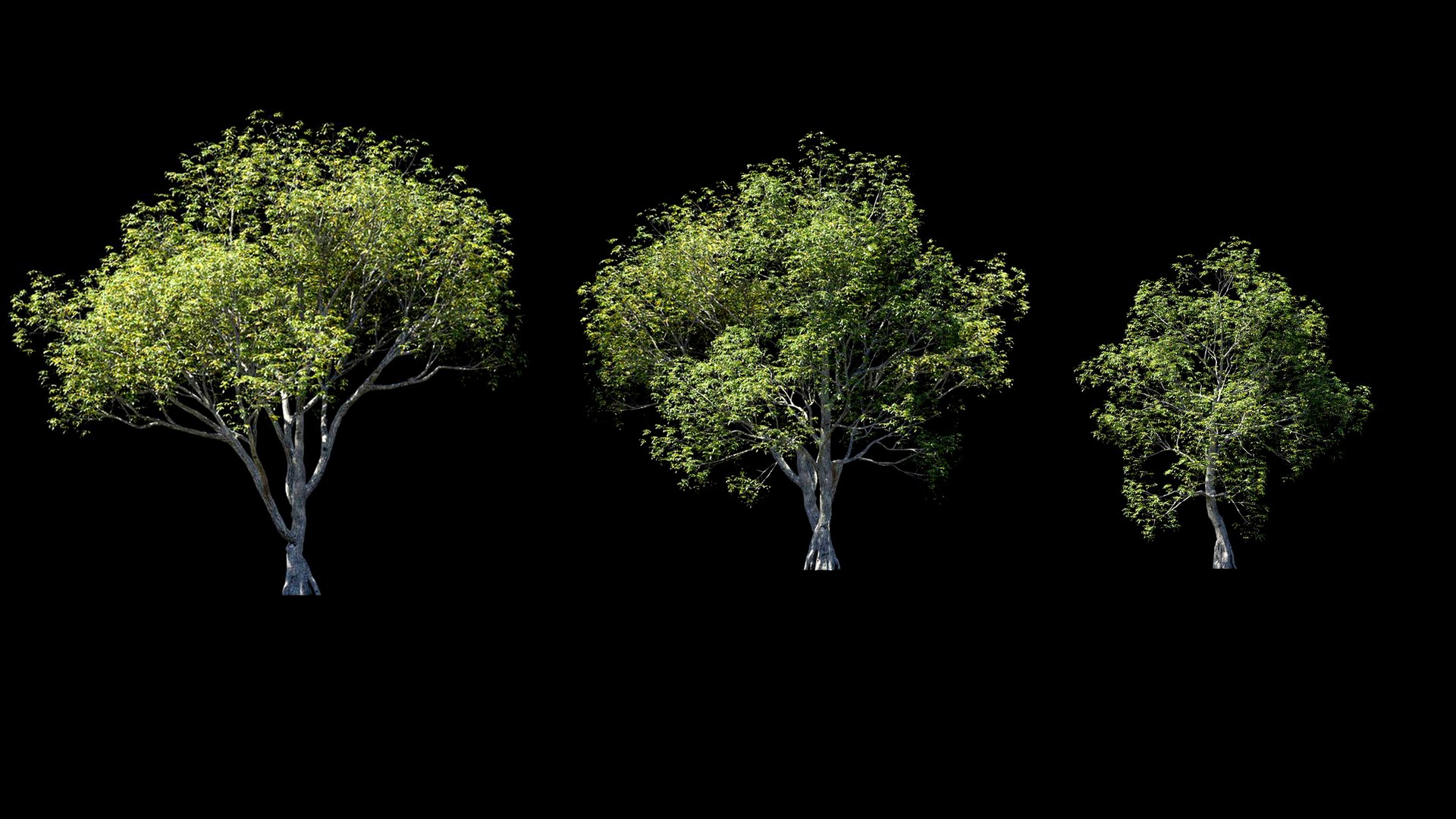 Forest Tree Set Pack BiG 3D Model - TurboSquid 2316444
