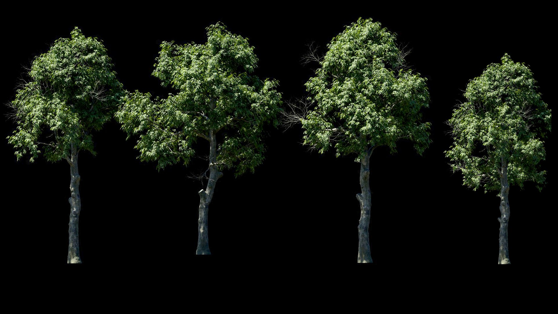 Forest Tree Set Pack BiG 3D Model - TurboSquid 2316444