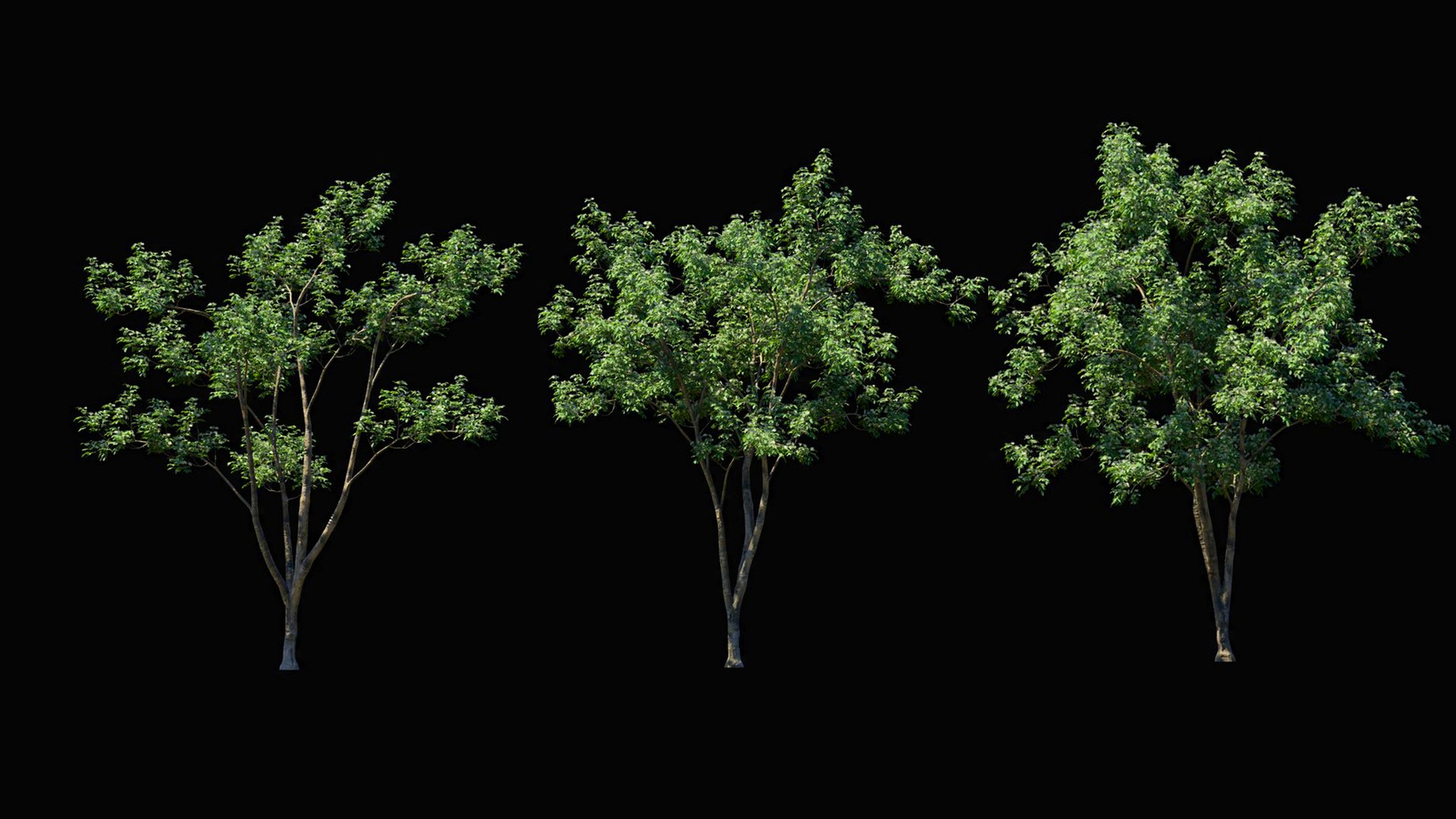 Forest Tree Set Pack BiG 3D Model - TurboSquid 2316444