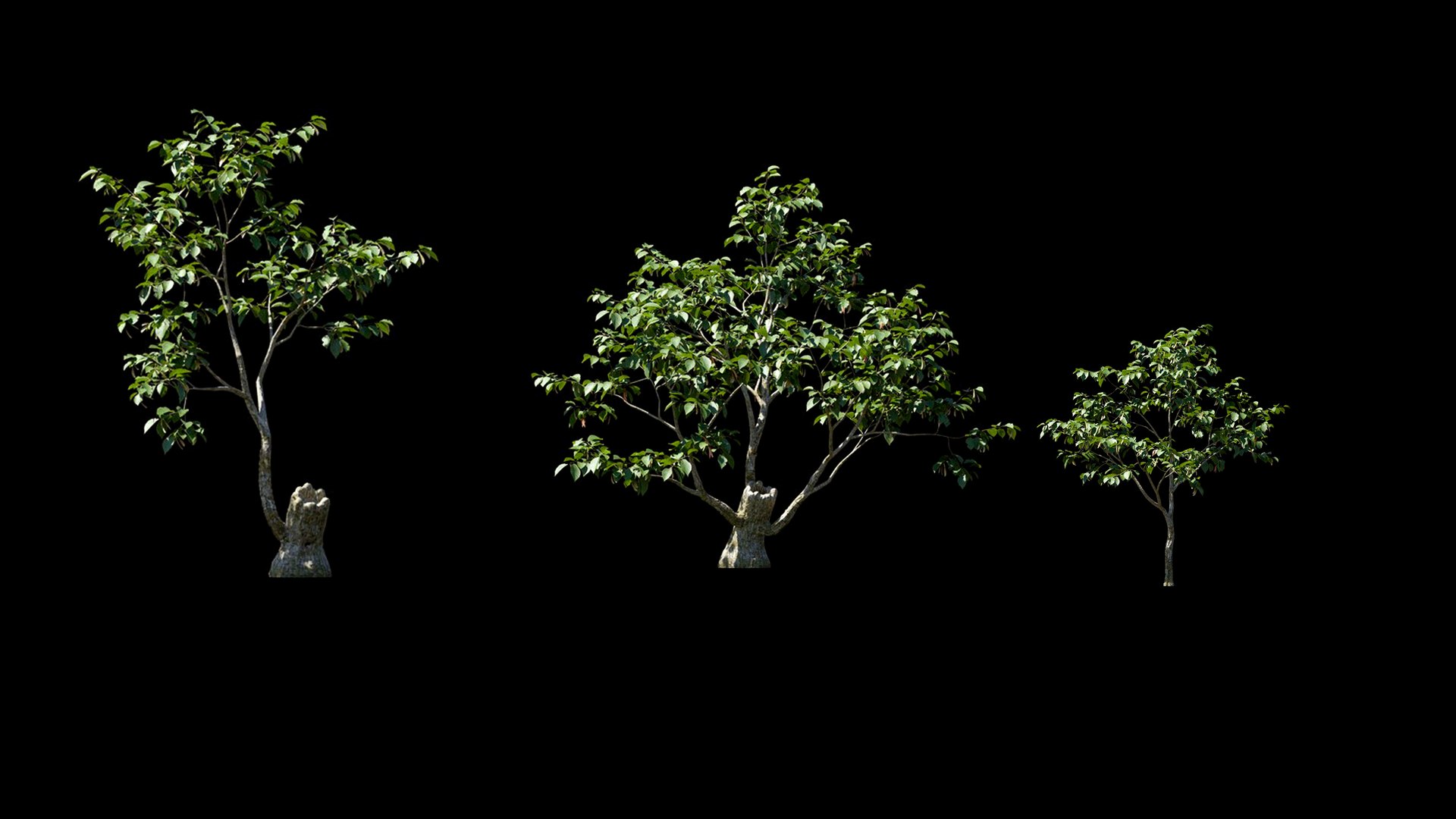 Forest Tree Set Pack BiG 3D Model - TurboSquid 2316444