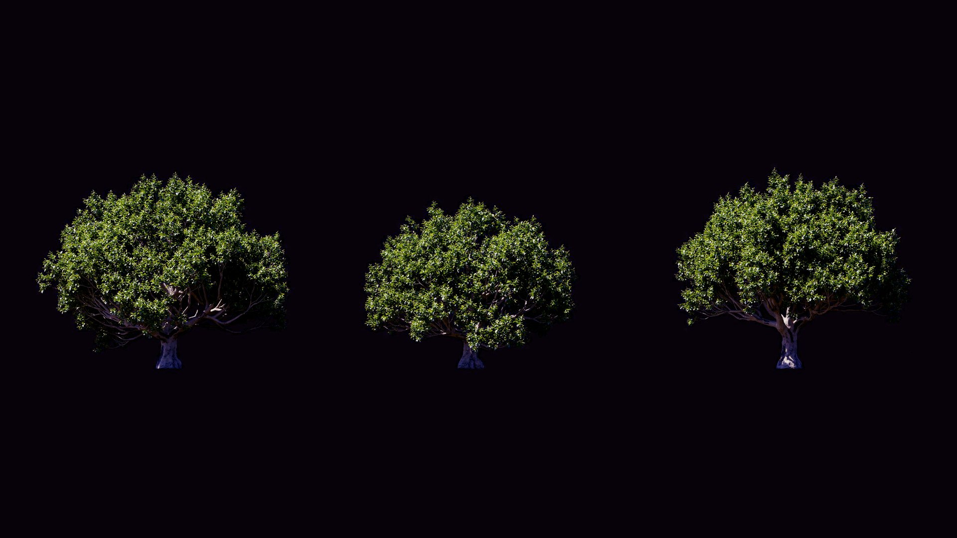 Forest Tree Set Pack BiG 3D Model - TurboSquid 2316444