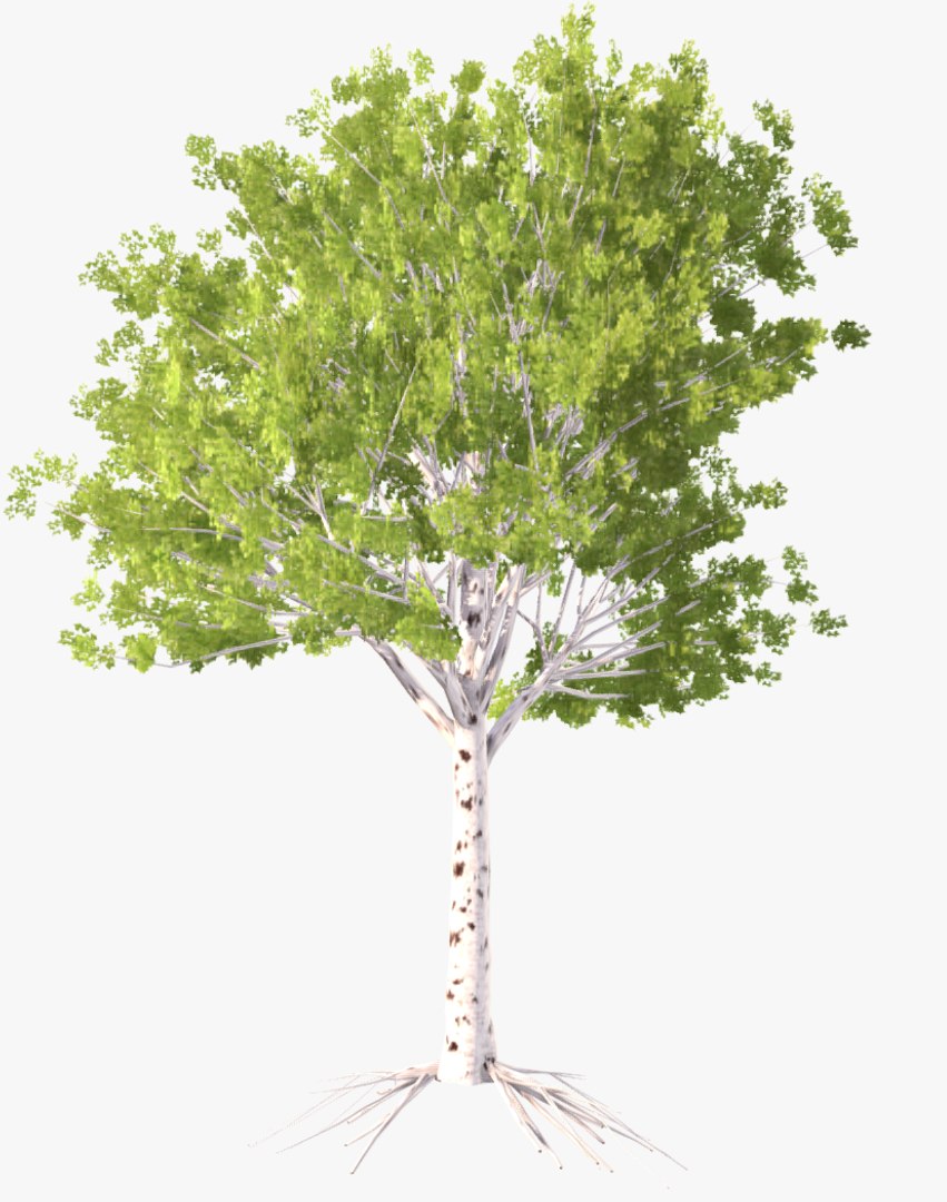3D Model Birch Tree - TurboSquid 1252514