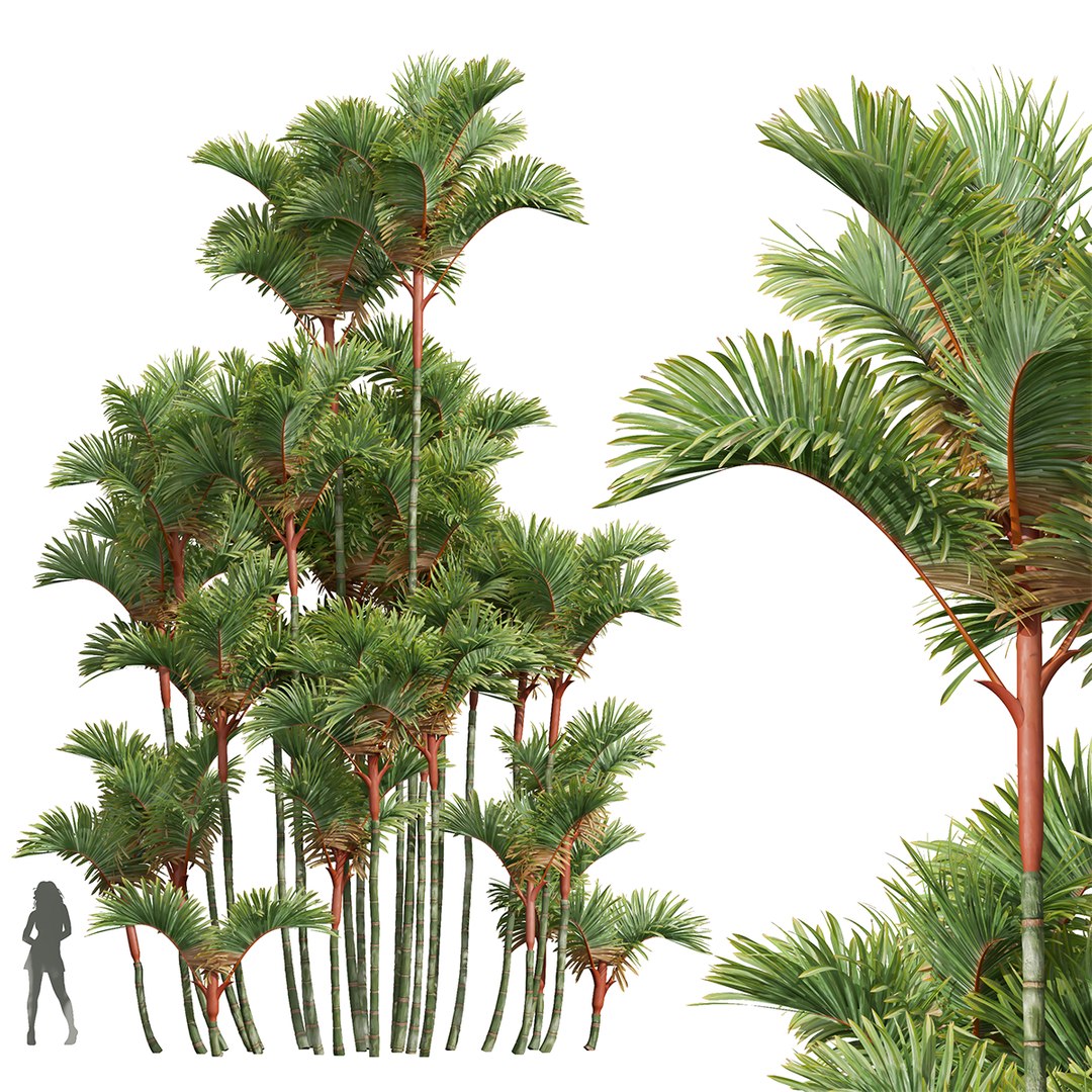 New Plant High Detail Cyrtostachys Renda02 3D - TurboSquid 2185716