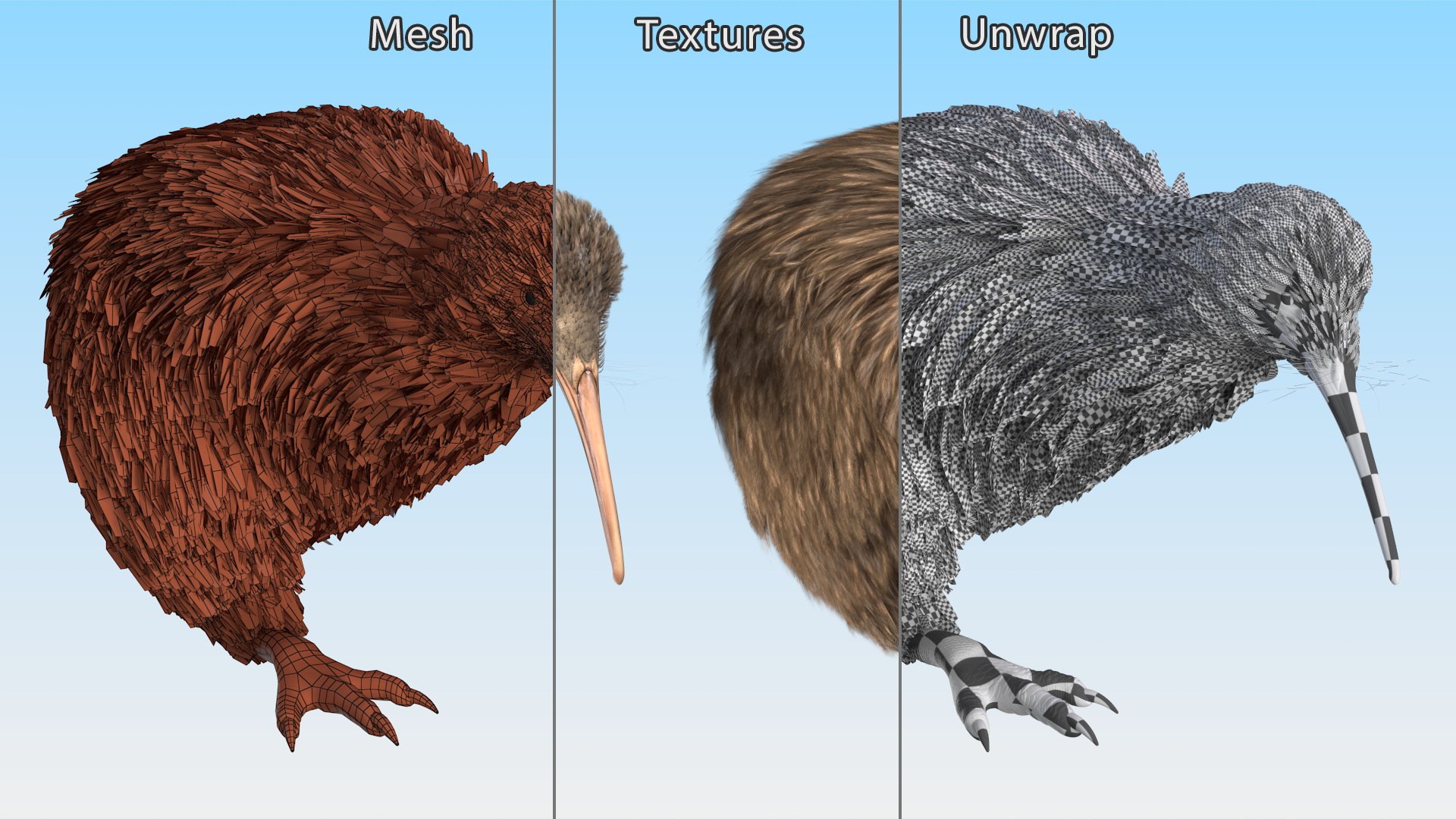 Run Pose Kiwi Bird Model - TurboSquid 2106173
