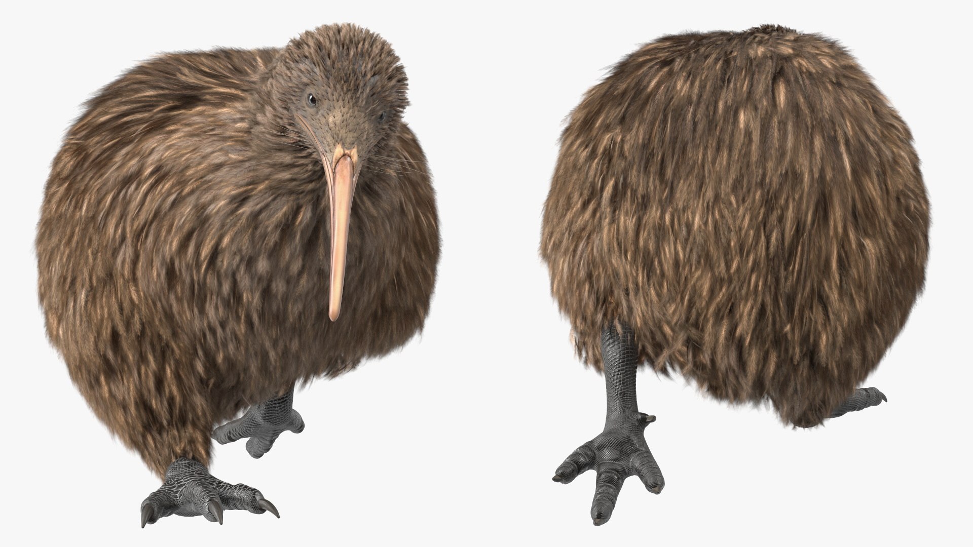 Run Pose Kiwi Bird Model - TurboSquid 2106173