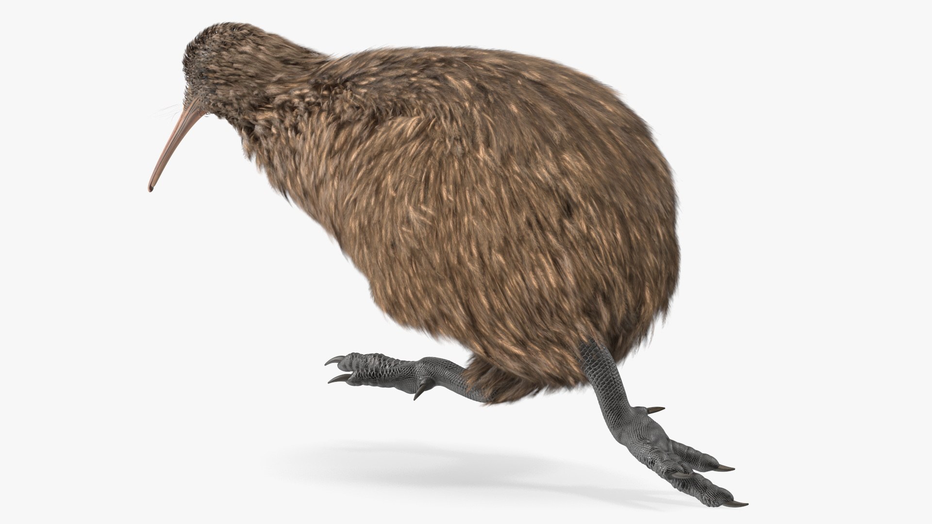 Run Pose Kiwi Bird Model - TurboSquid 2106173