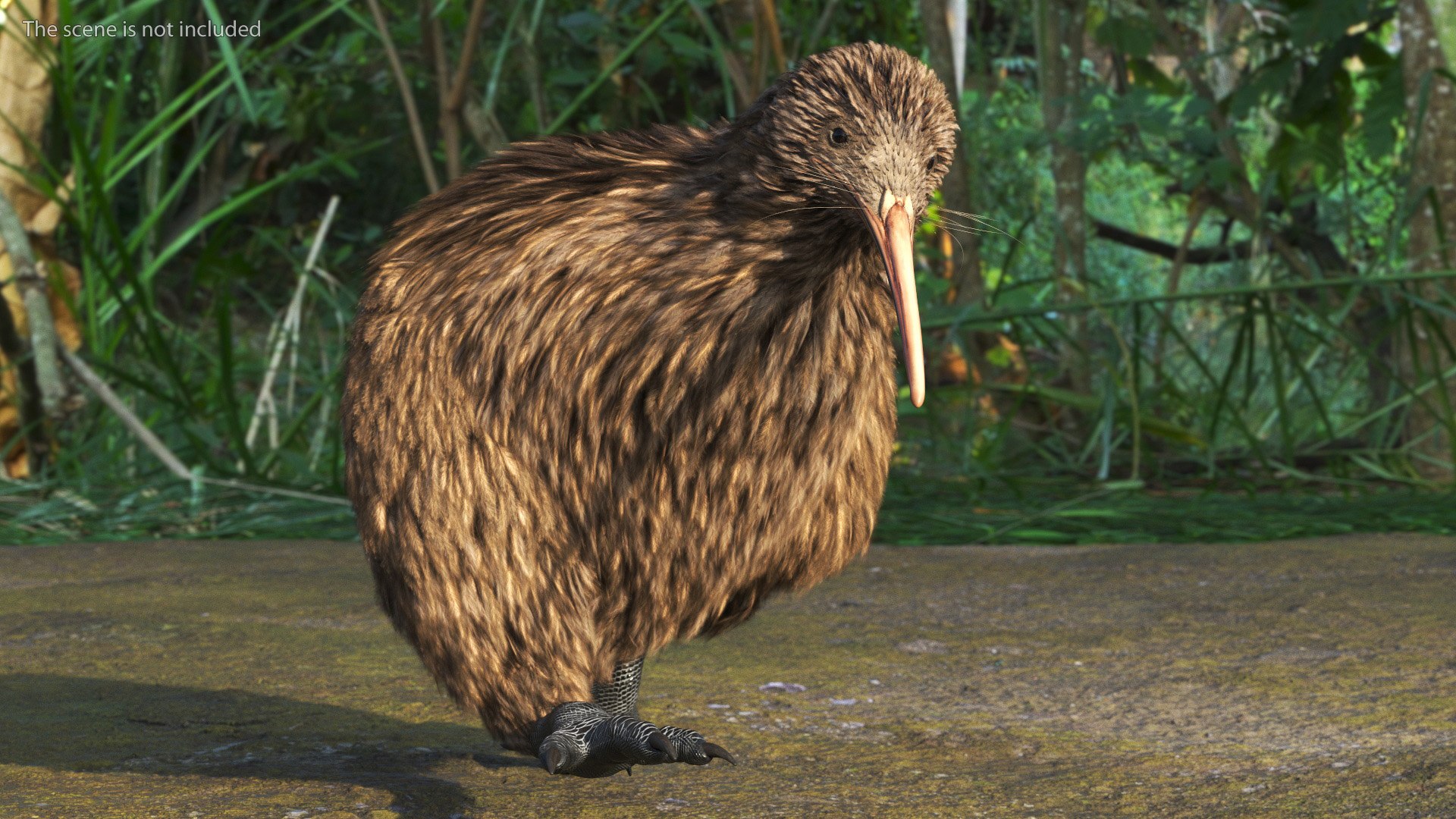 Run Pose Kiwi Bird Model - TurboSquid 2106173