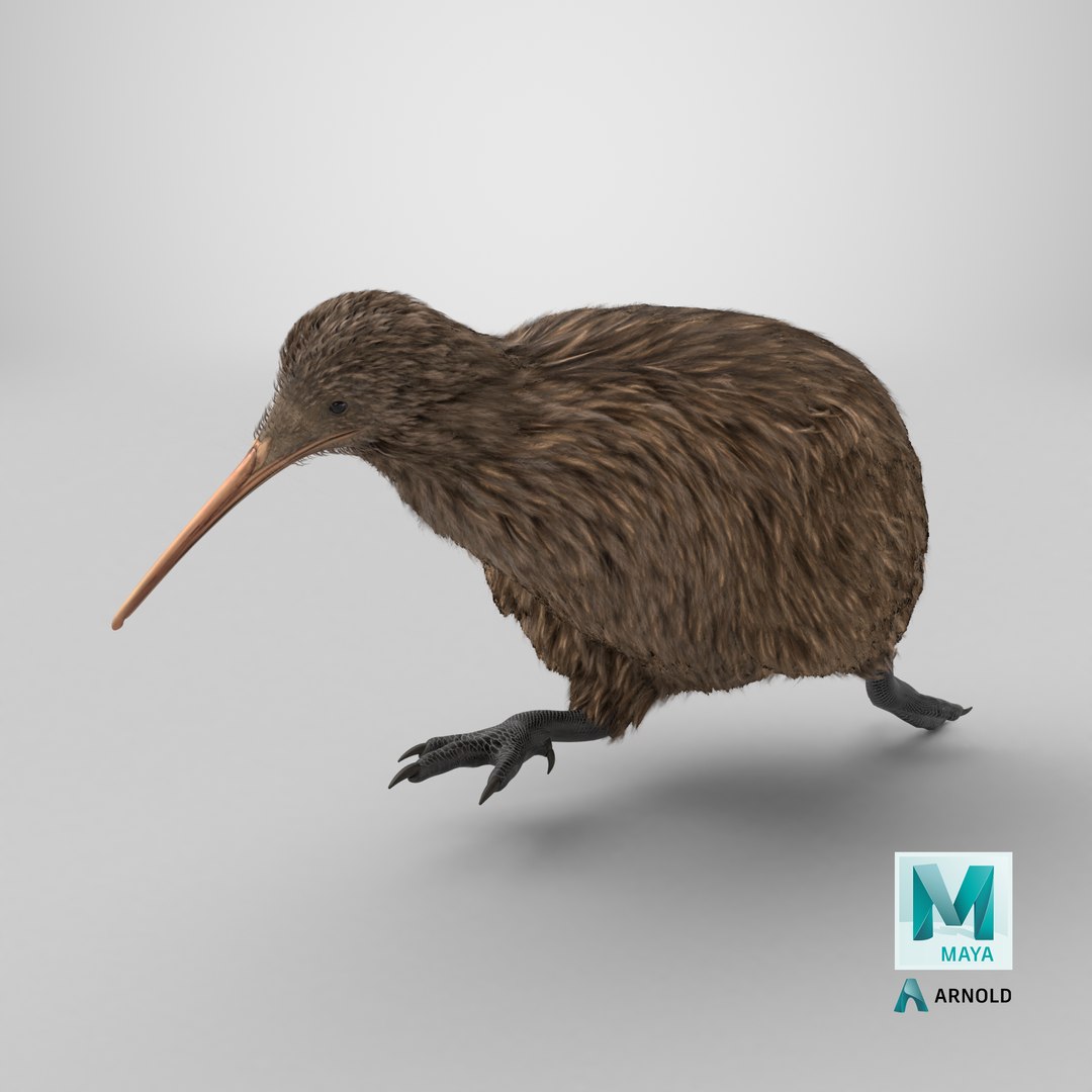 Run Pose Kiwi Bird Model - TurboSquid 2106173