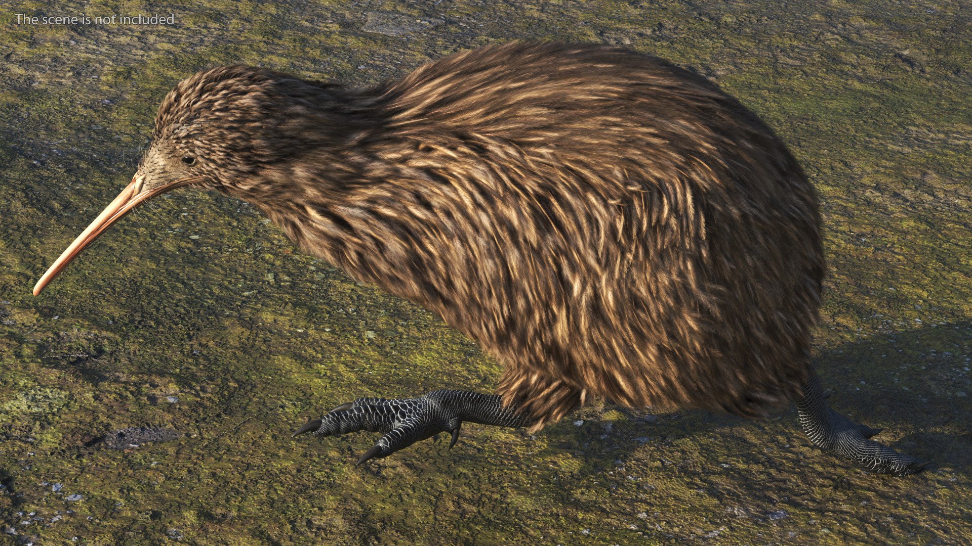 Run Pose Kiwi Bird Model - TurboSquid 2106173