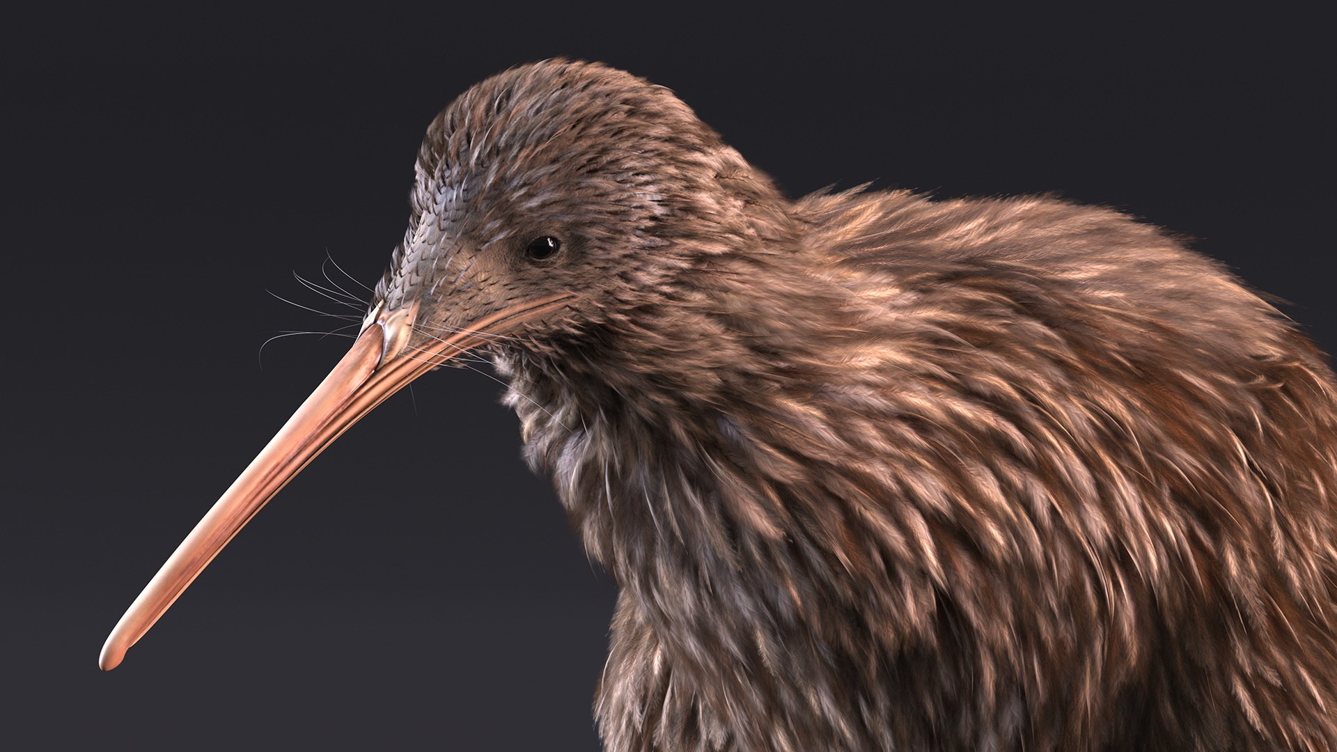 Run Pose Kiwi Bird Model - TurboSquid 2106173