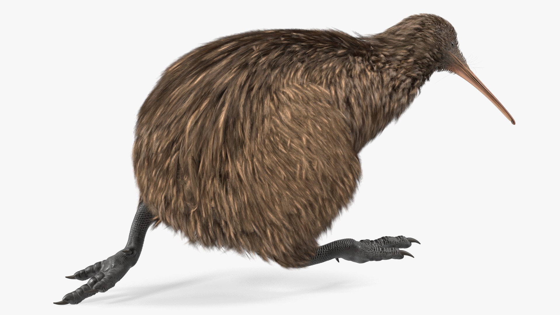 Run Pose Kiwi Bird Model - TurboSquid 2106173