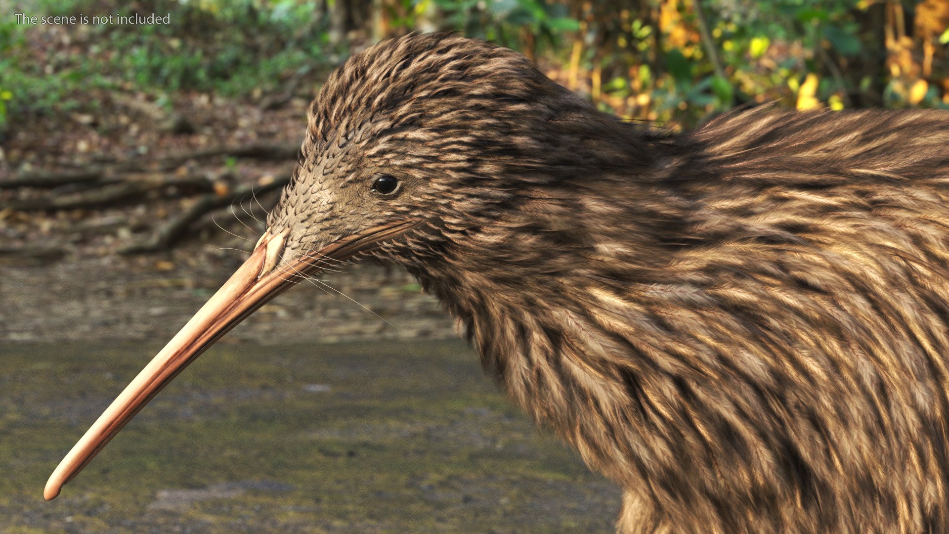 Run Pose Kiwi Bird Model - TurboSquid 2106173