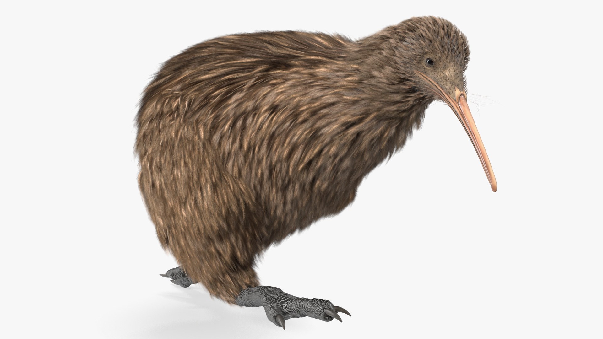 Run Pose Kiwi Bird Model - TurboSquid 2106173