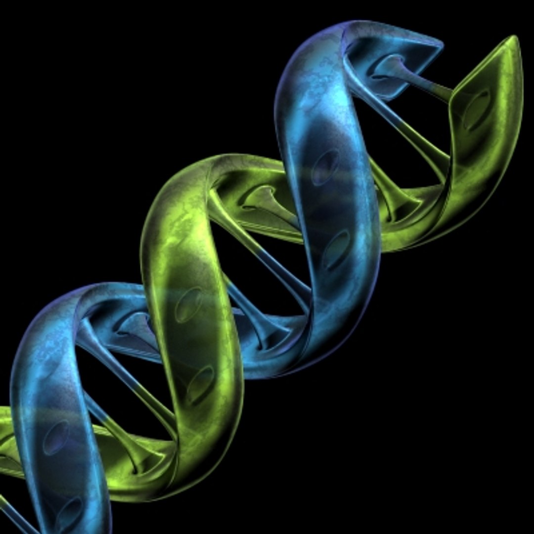 3d Dna Strand Model