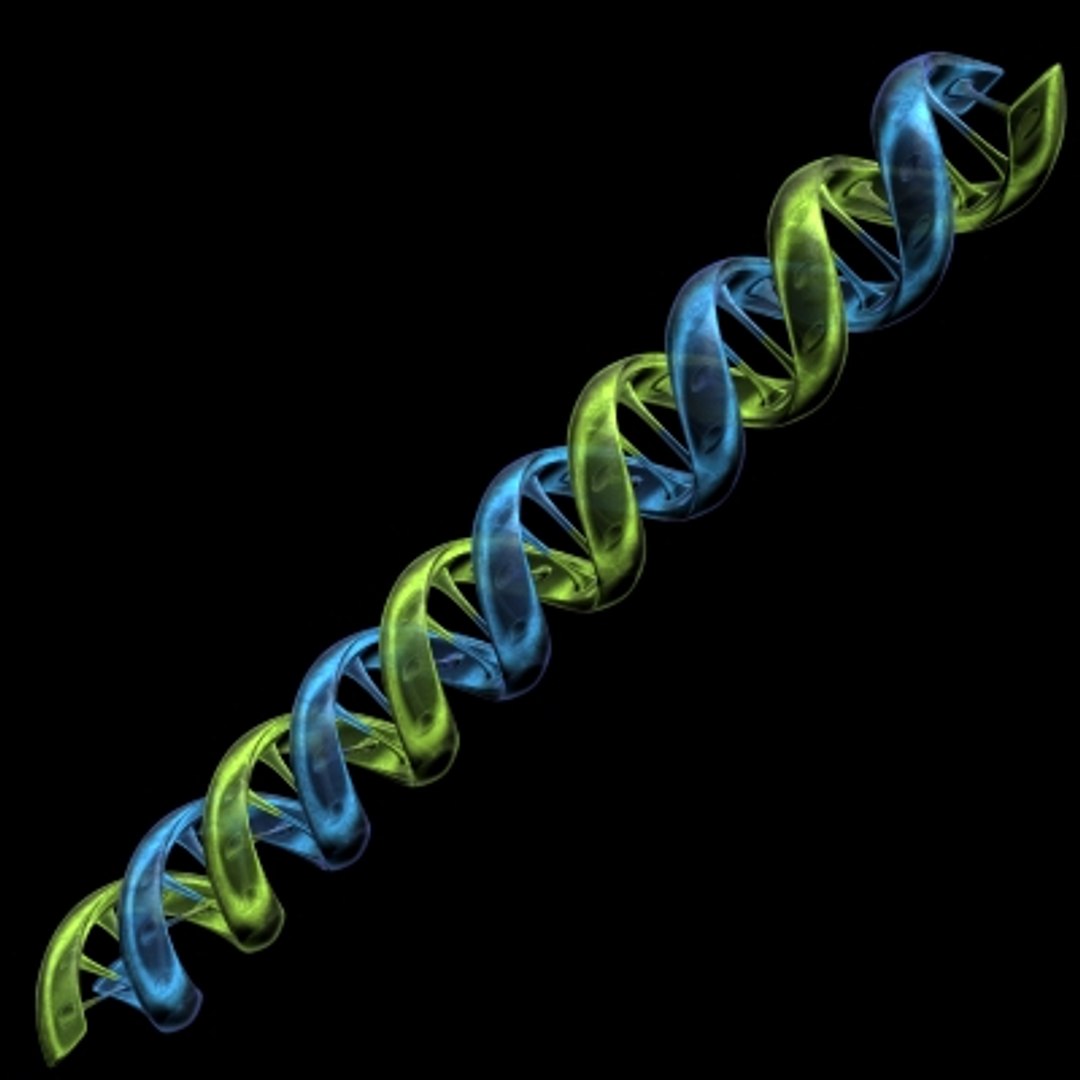 3d Dna Strand Model