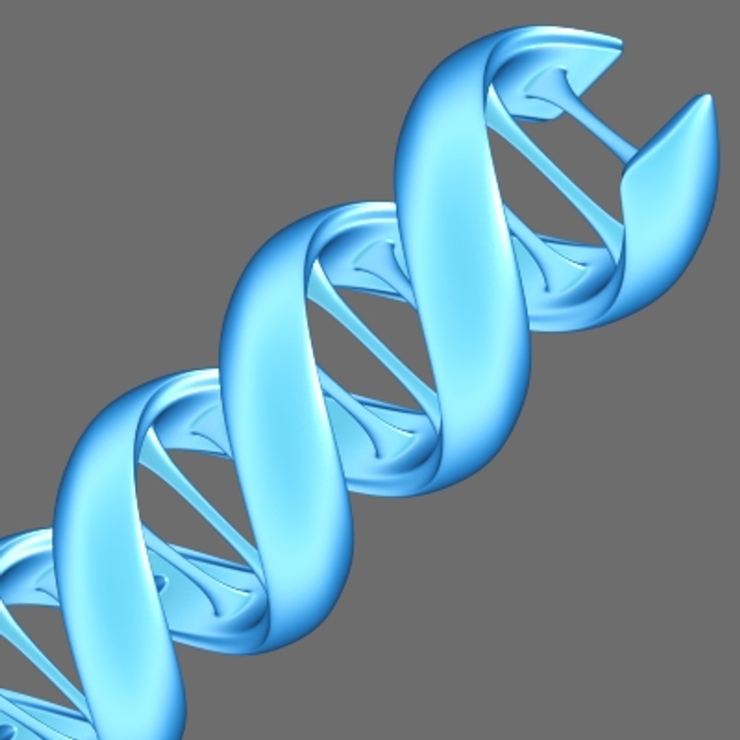 3d Dna Strand Model