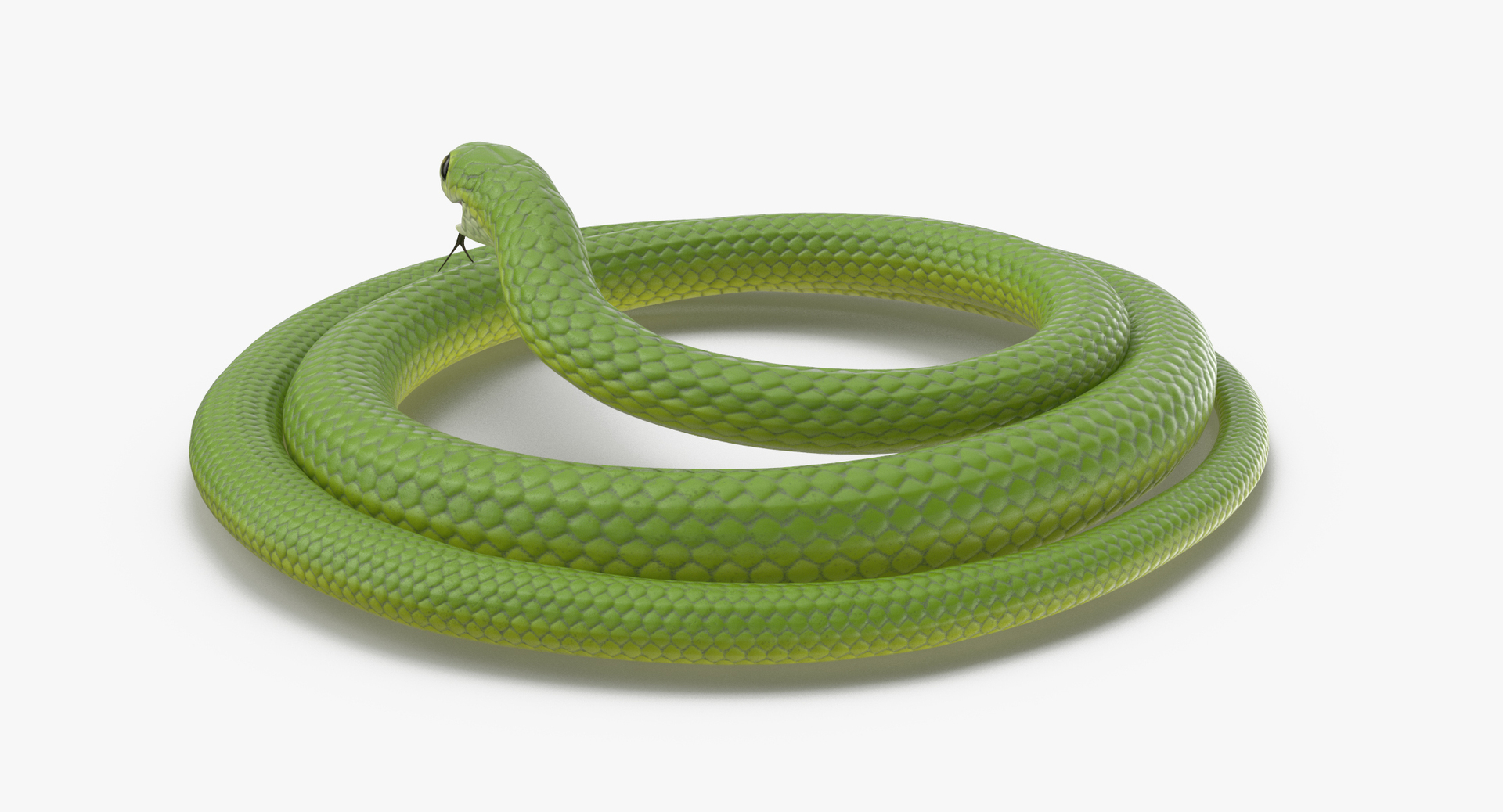 green snake rigged 3d c4d