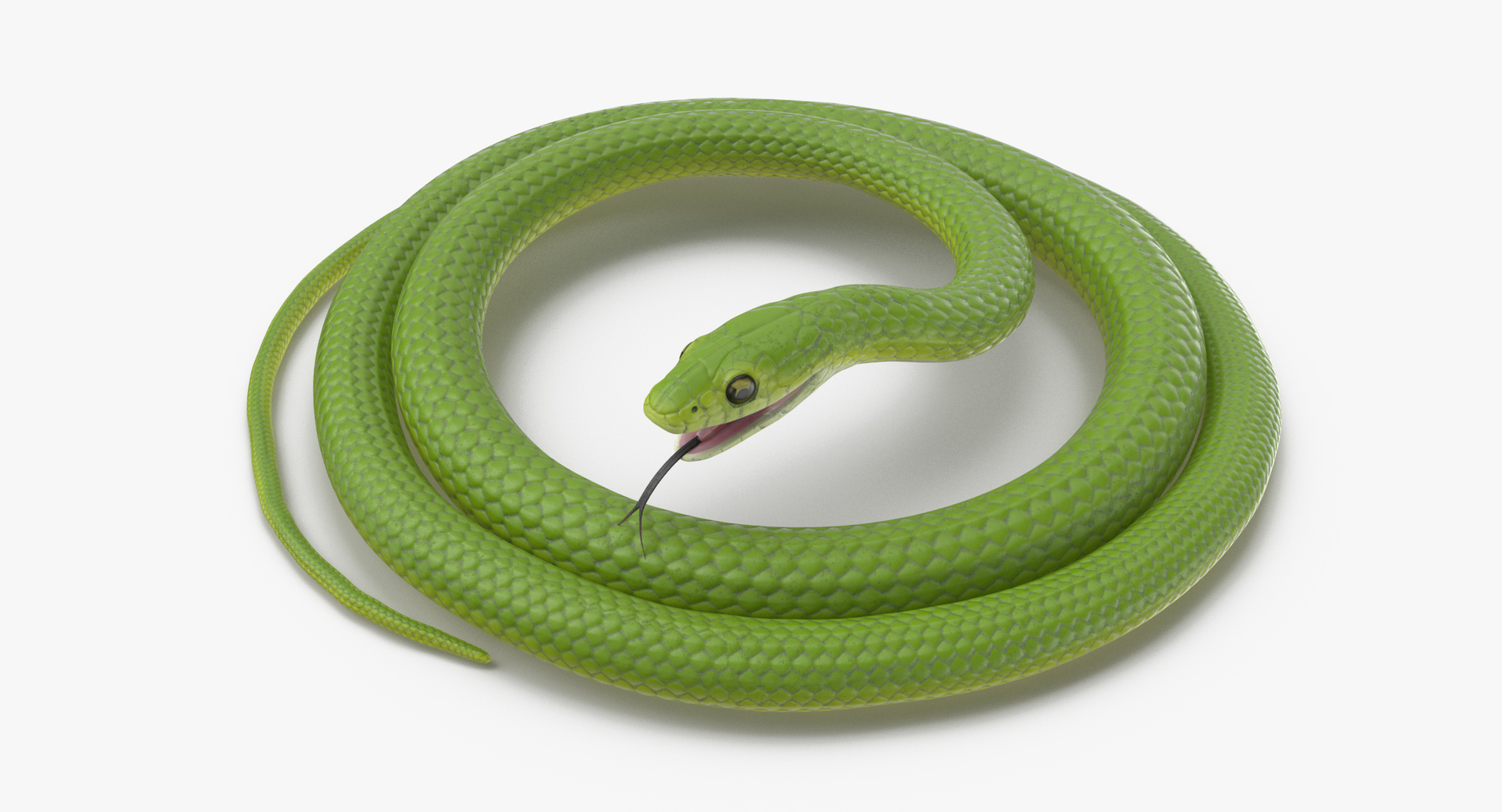 Green Snake Rigged 3d C4d